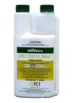 Professional Termite Control in Dubai | Effective Solutions