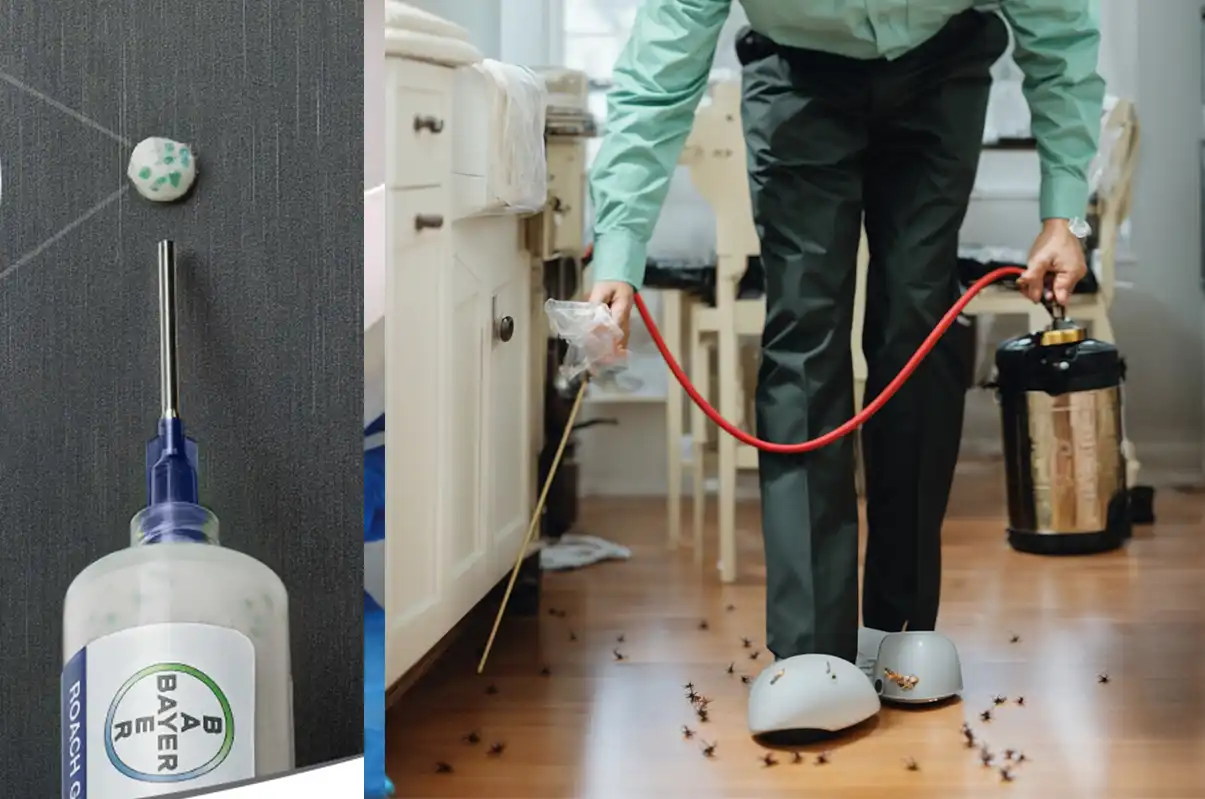 Pest Control Dubai: Expert Pest control Solutions Services In Dubai ...