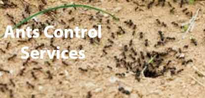 Pest Control Dubai: Expert Pest control Solutions Services In Dubai ...