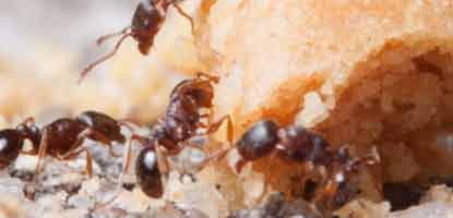 Pest Control Dubai: Expert Pest control Solutions Services In Dubai ...